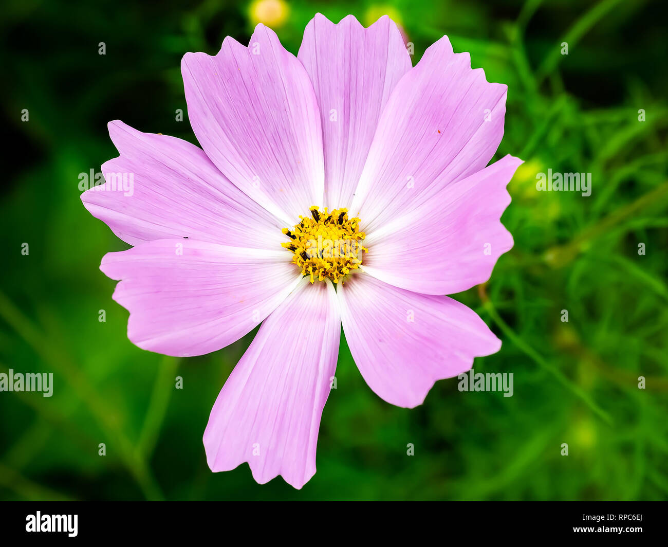 Wild cosmos flowers bloom along a river in Kanagawa Prefecture, Japan ...