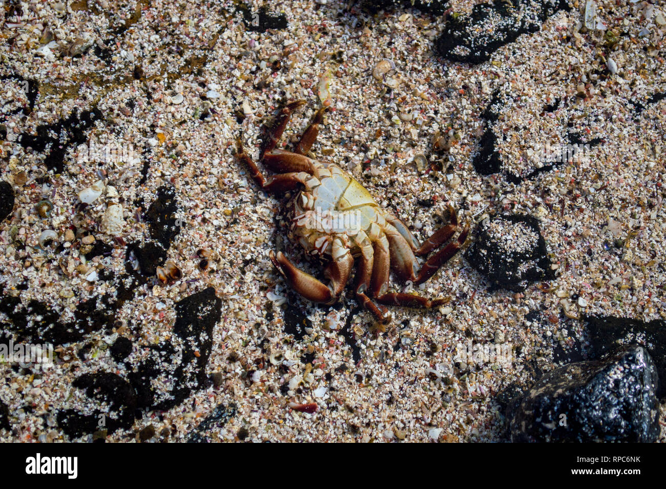 Rock pool crab hi-res stock photography and images - Alamy