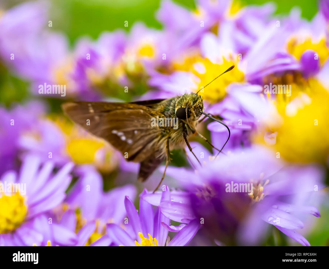 Gold aster hi-res stock photography and images - Alamy