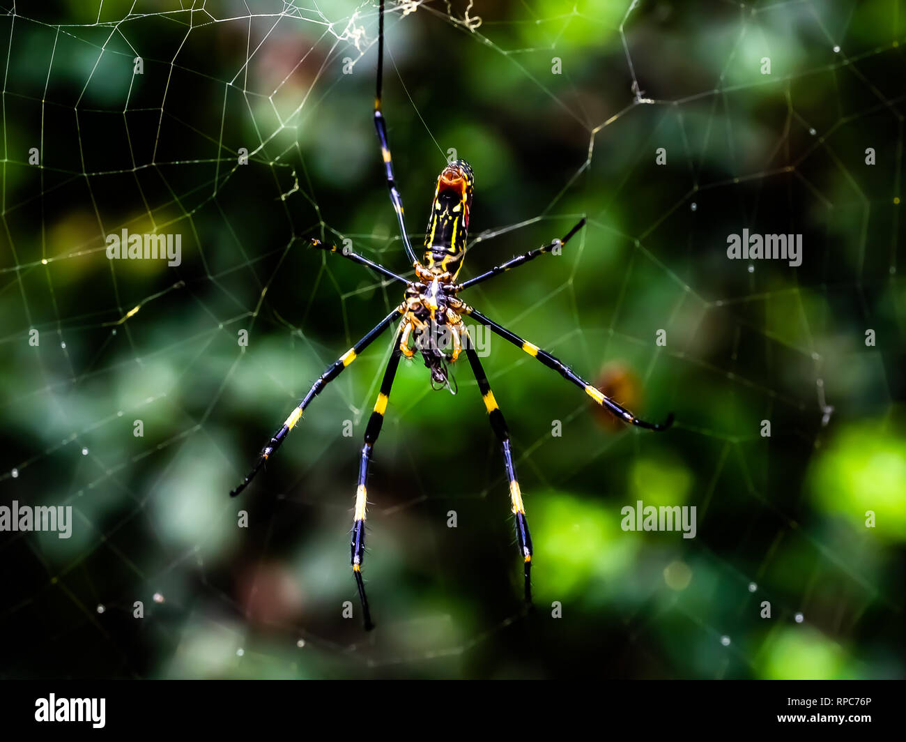 Joro spider closeup hi-res stock photography and images - Alamy