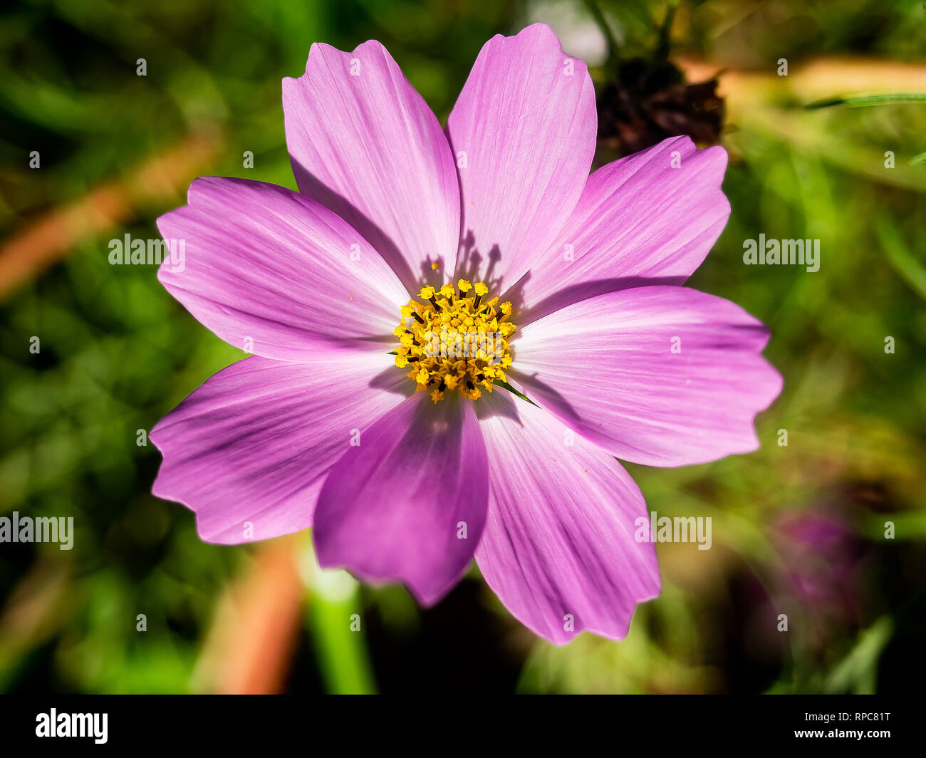Wild cosmos flowers bloom along a river in Kanagawa Prefecture, Japan ...