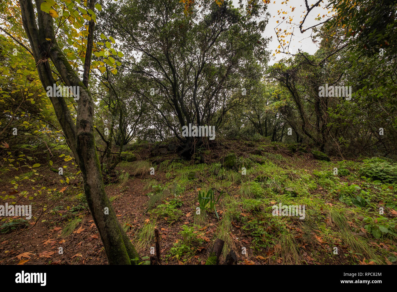 Hermon river nature reserve, Israel Stock Photo - Alamy