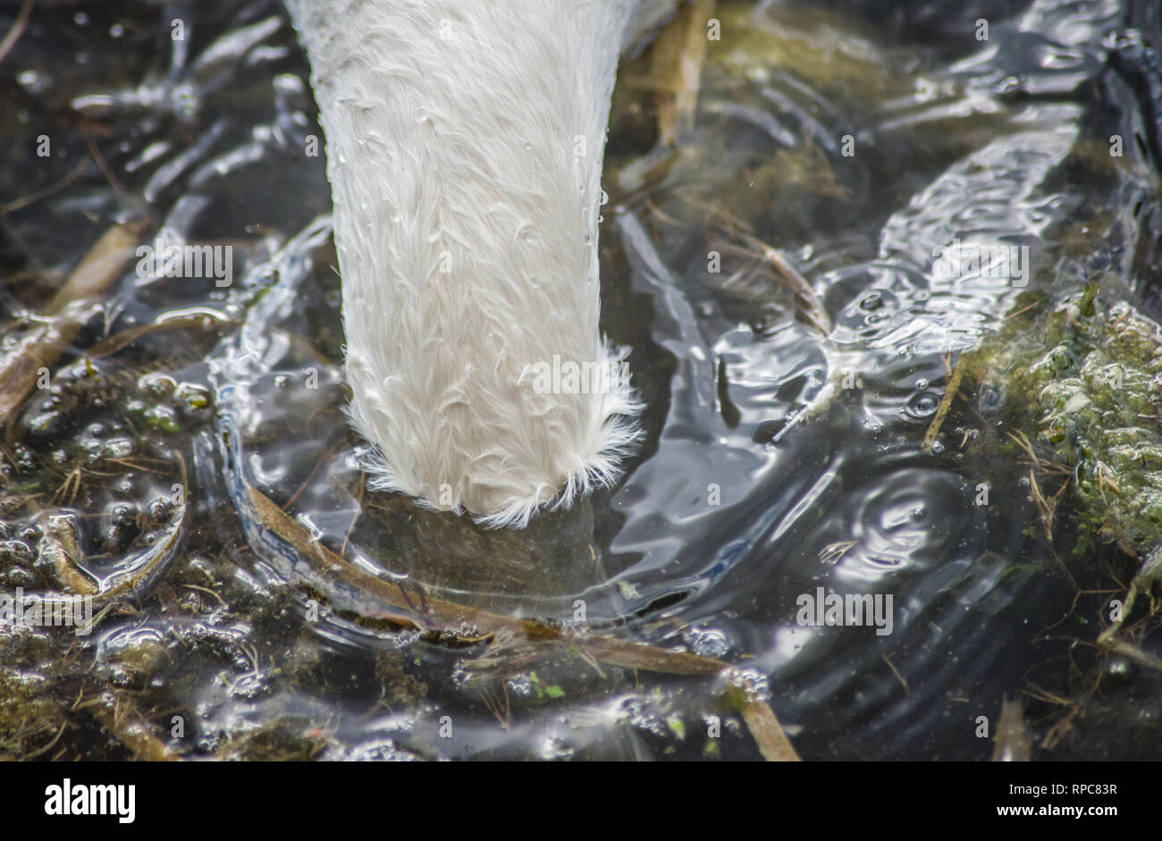 A white adult swan feeding on vegetation on the lake bed Stock Photo ...