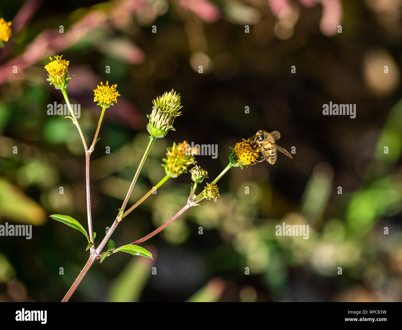 A small Japanese bee visits small wildflowers along a river in Kanagawa ...