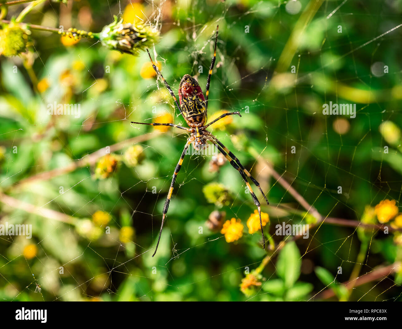 A Japanese gumo spider rests in its web along a residential walking ...
