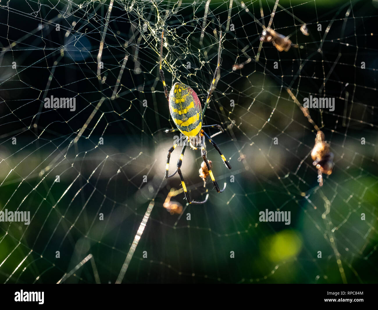 A Japanese gumo spider rests in its web along a residential walking ...