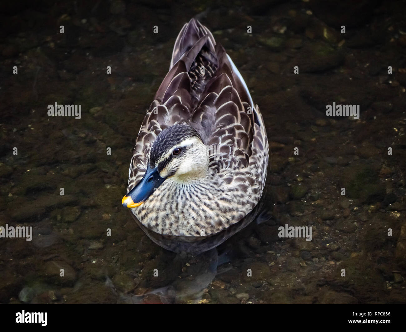 A Japanese spot billed duck floats on a shallow river in central ...