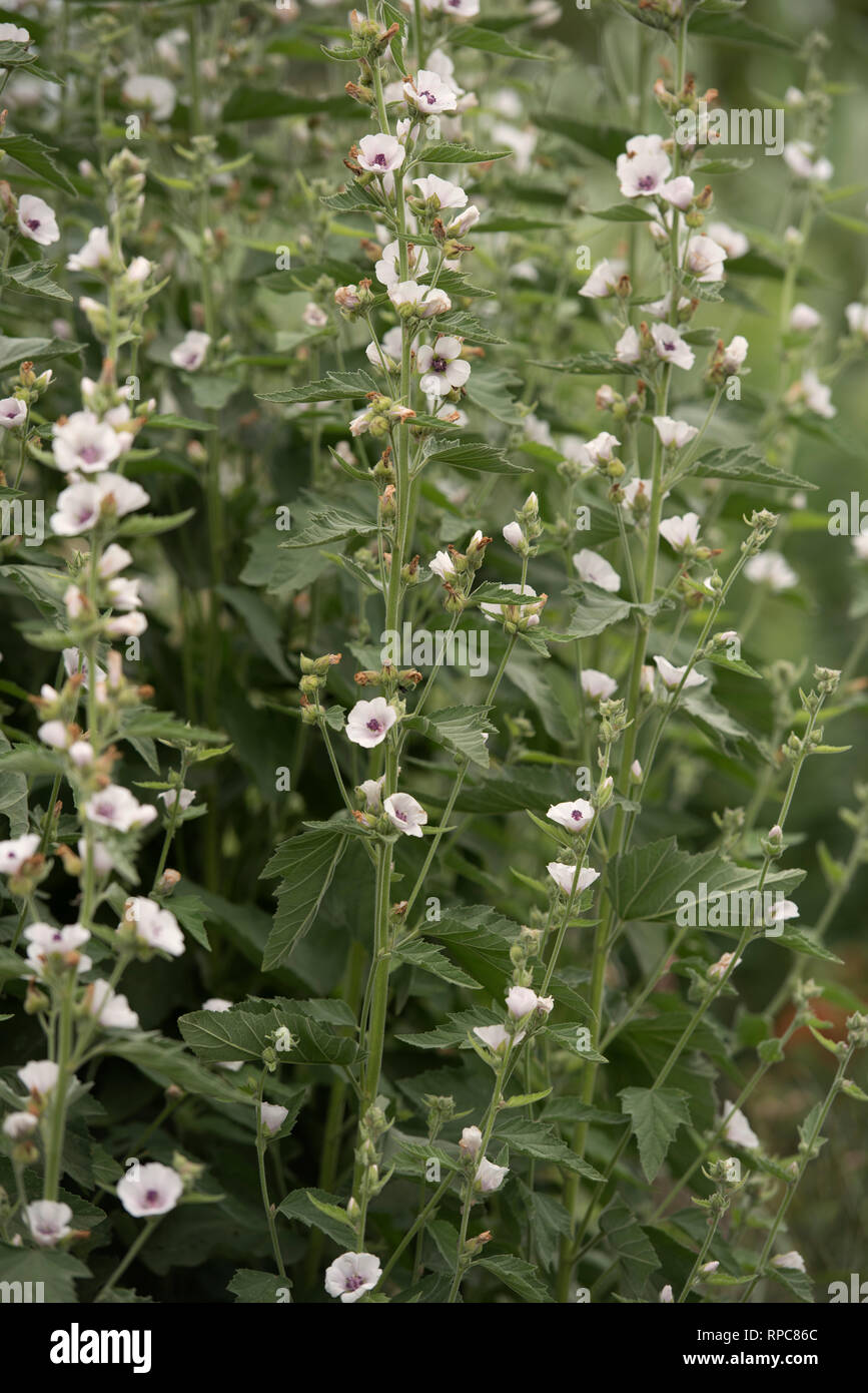 Common marsh mallow althaea officinalis hi-res stock photography and ...