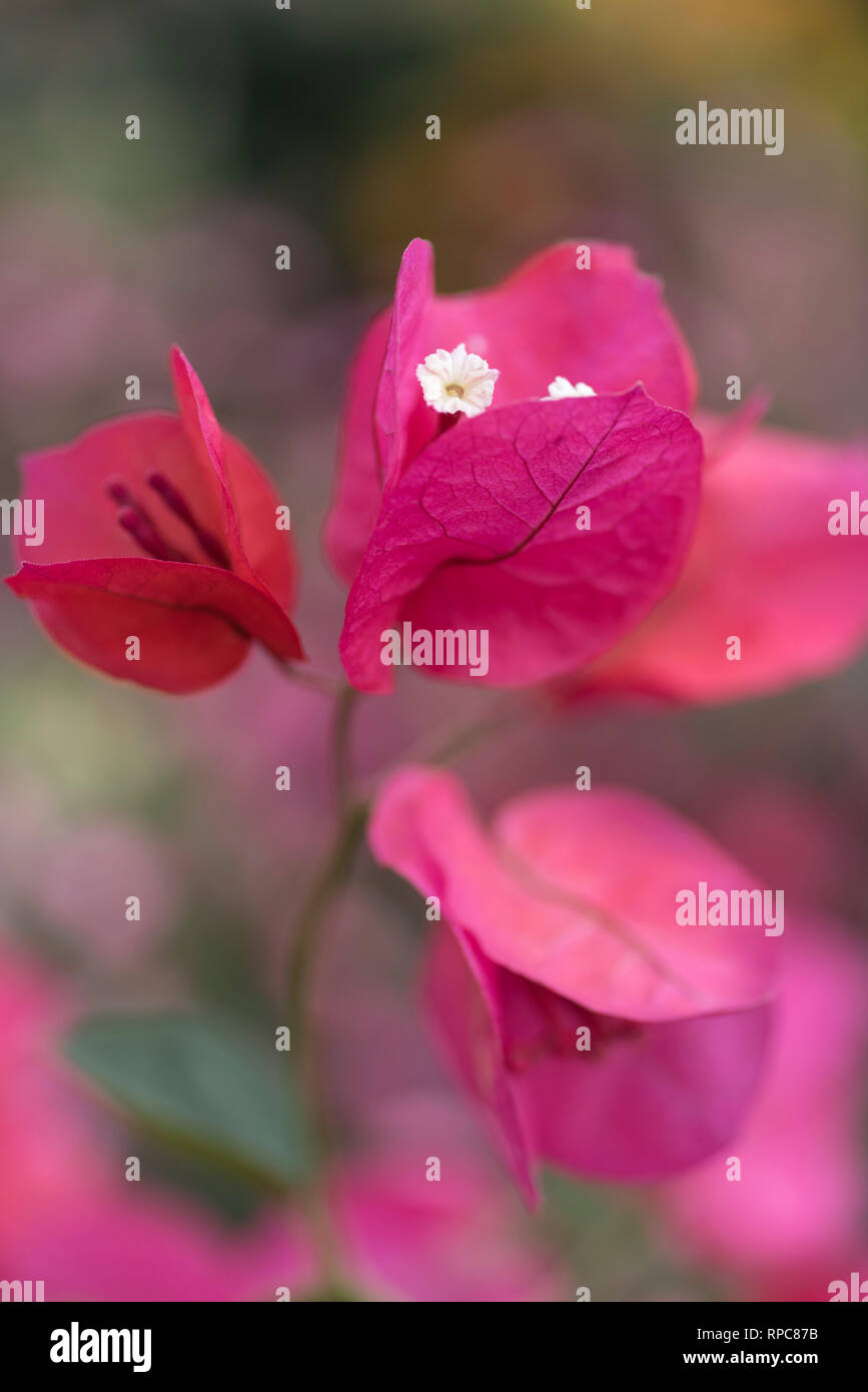 Bougainvillea paper flower hi-res stock photography and images - Alamy