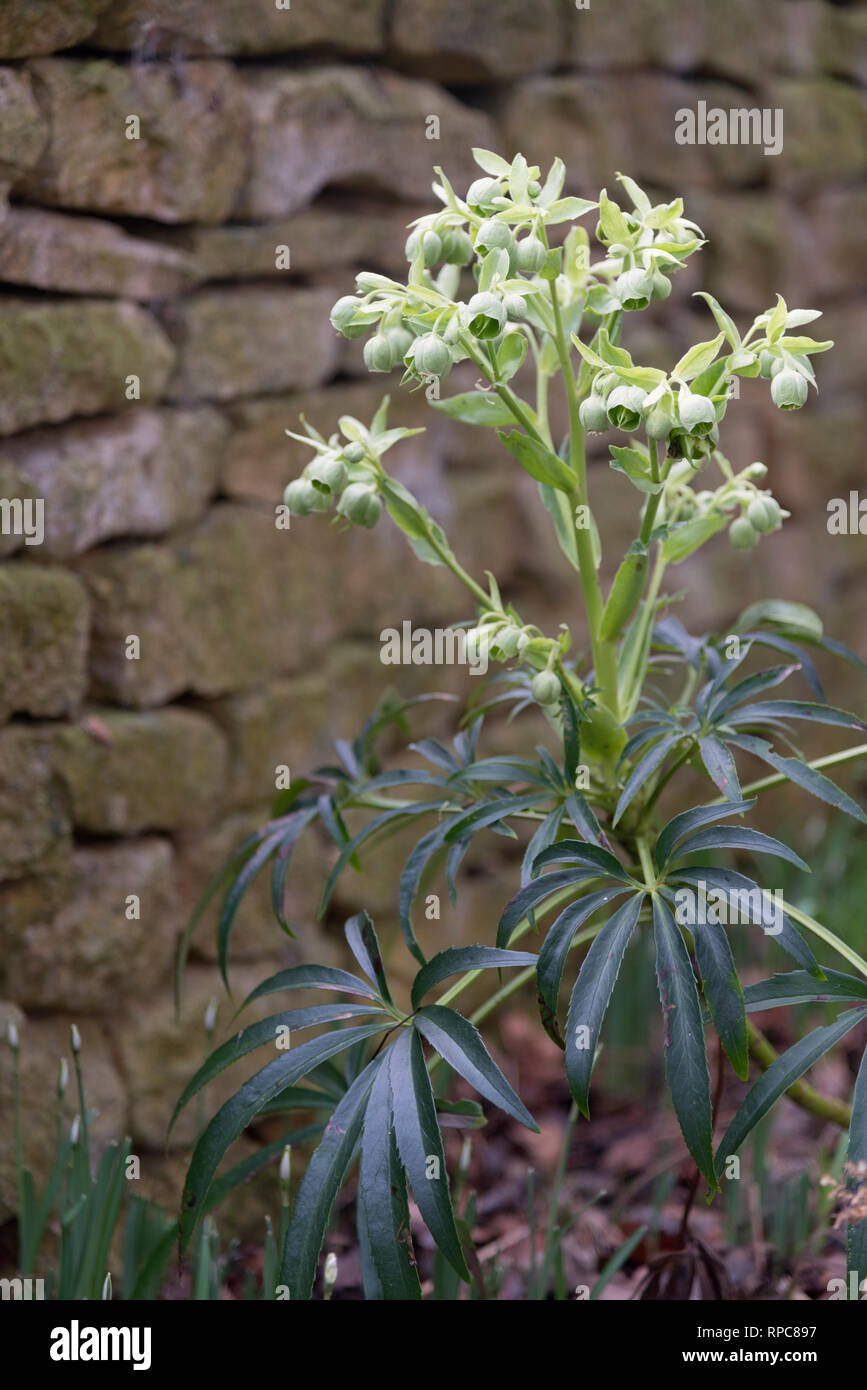 Bearsfoot helleborus hi-res stock photography and images - Alamy Bearsfoot helleborus hi-res stock photography and images - Alamy
