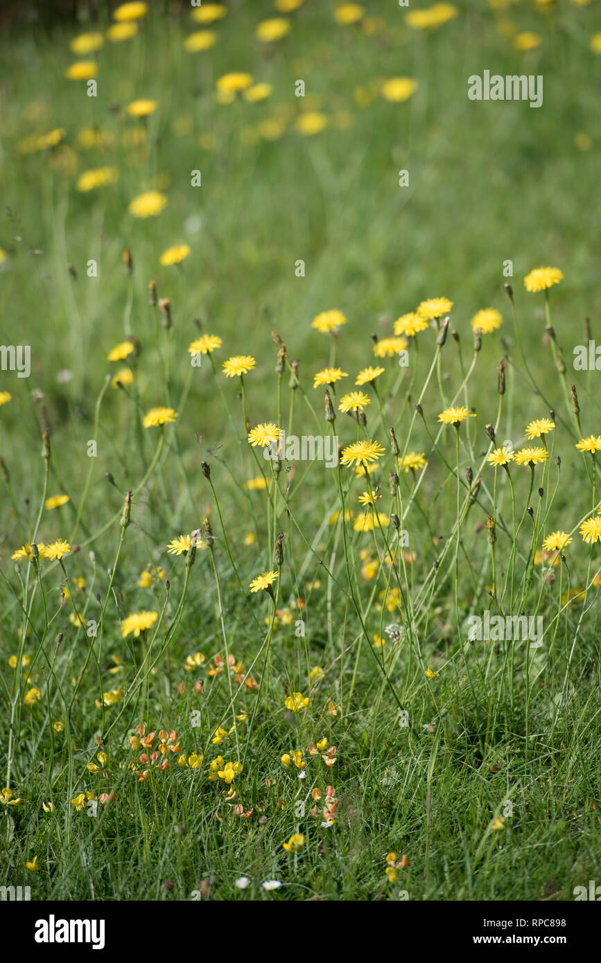 HIERACIUM LACHENALII COMMON HAWKWEED Stock Photo - Alamy