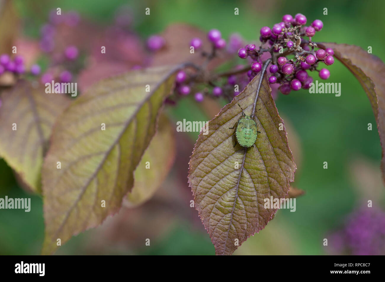 Green shield bug hi-res stock photography and images - Alamy