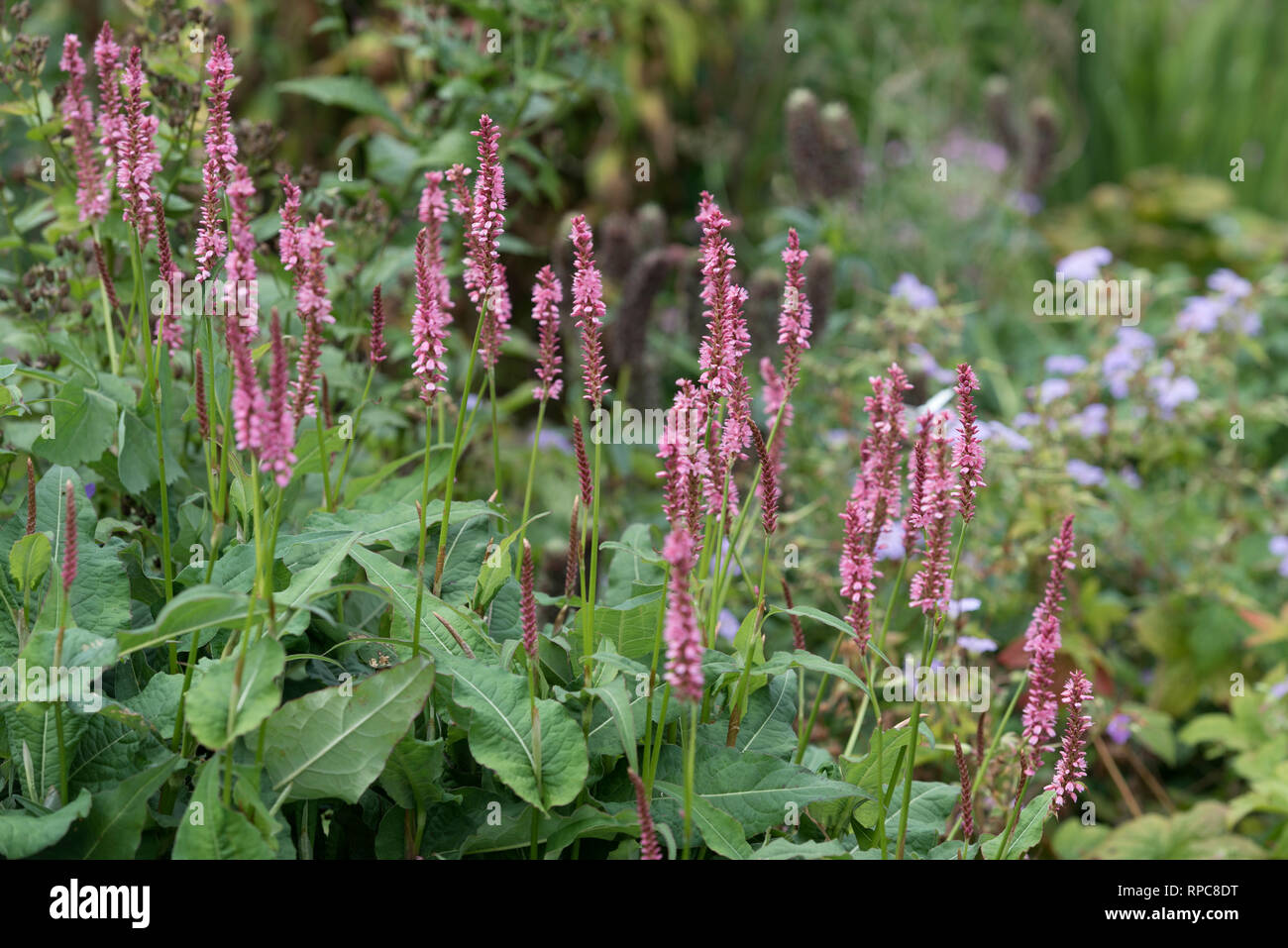 PERSICARIA AMPLEXICAULIS AMPLE PINK Stock Photo - Alamy
