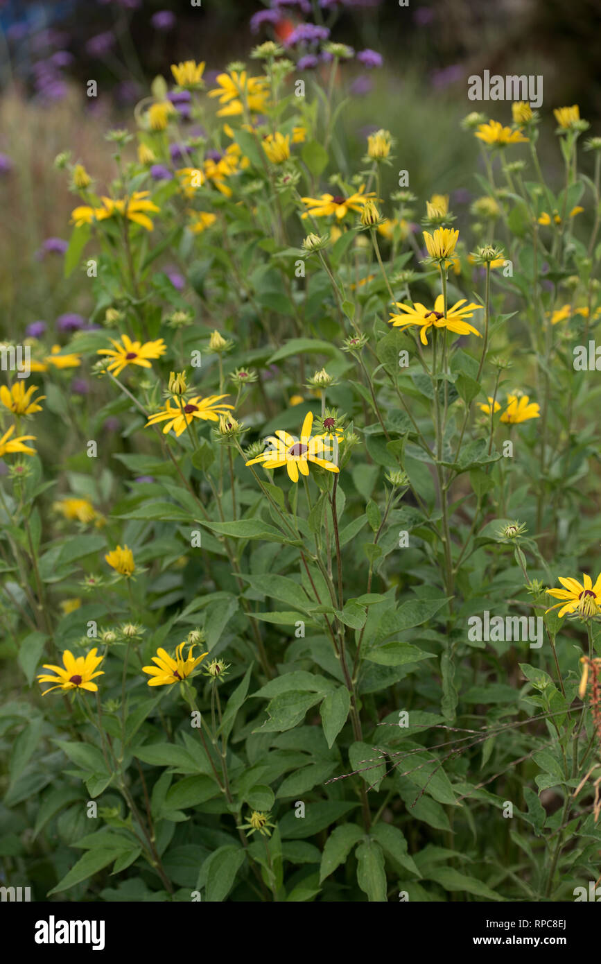RUDBECKIA SUBTORMENTOSA WHEATON GOLD Stock Photo - Alamy