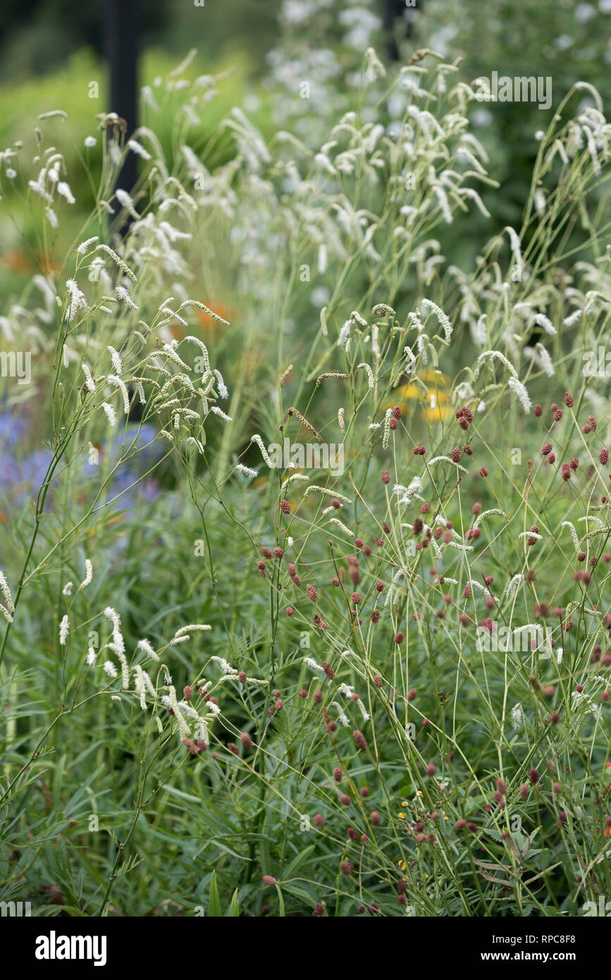 SANGUISORBA ALL TIME HIGH WITH SANGUISORBA MISS ELLY Stock Photo - Alamy