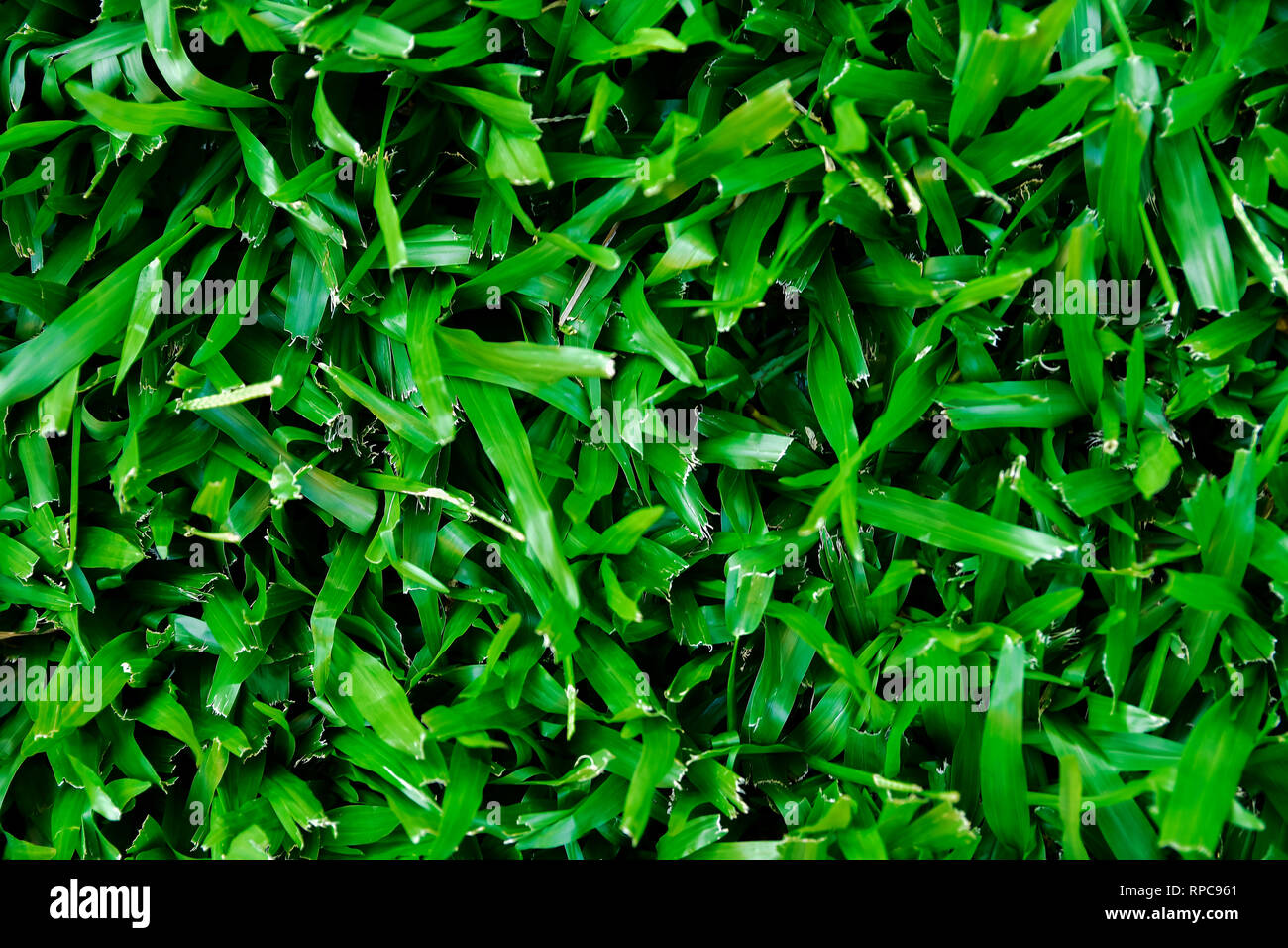 Grass from above Stock Photo - Alamy