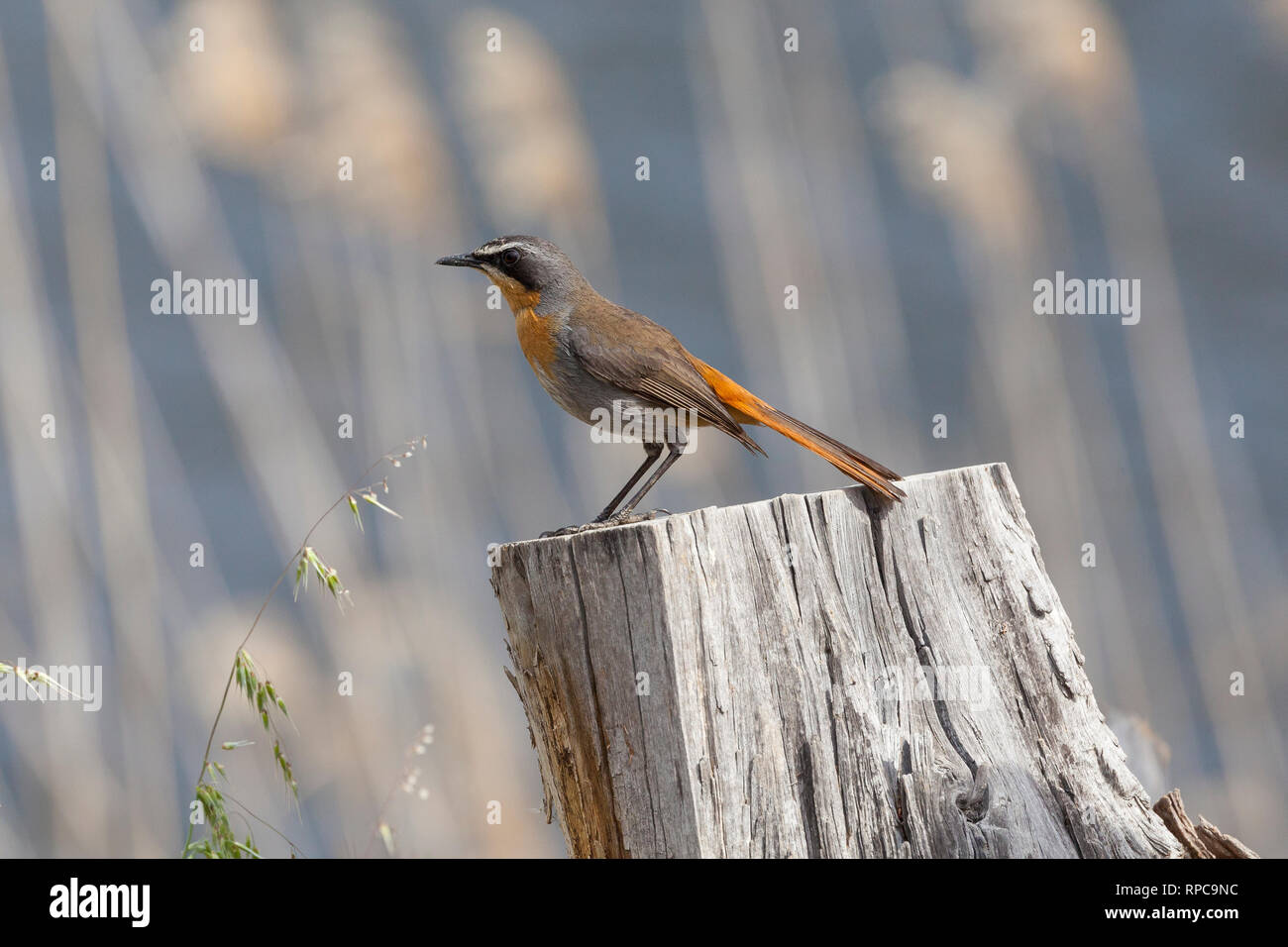 Robin chat cape hi-res stock photography and images - Alamy