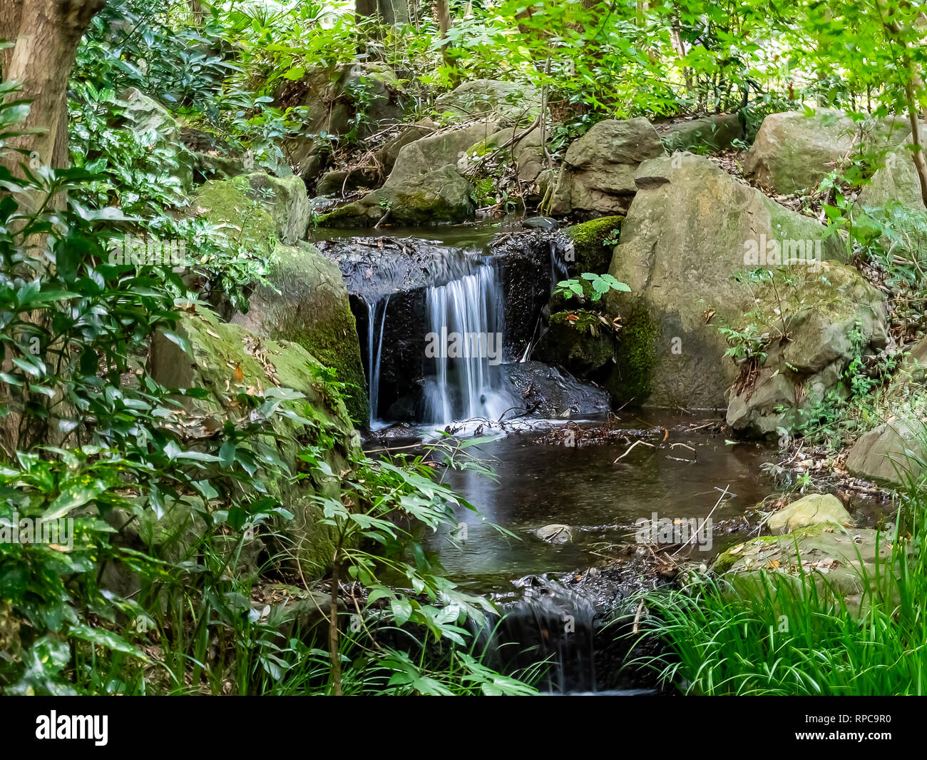 A small waterfall in a creek in a Japanese forest and nature preserve ...