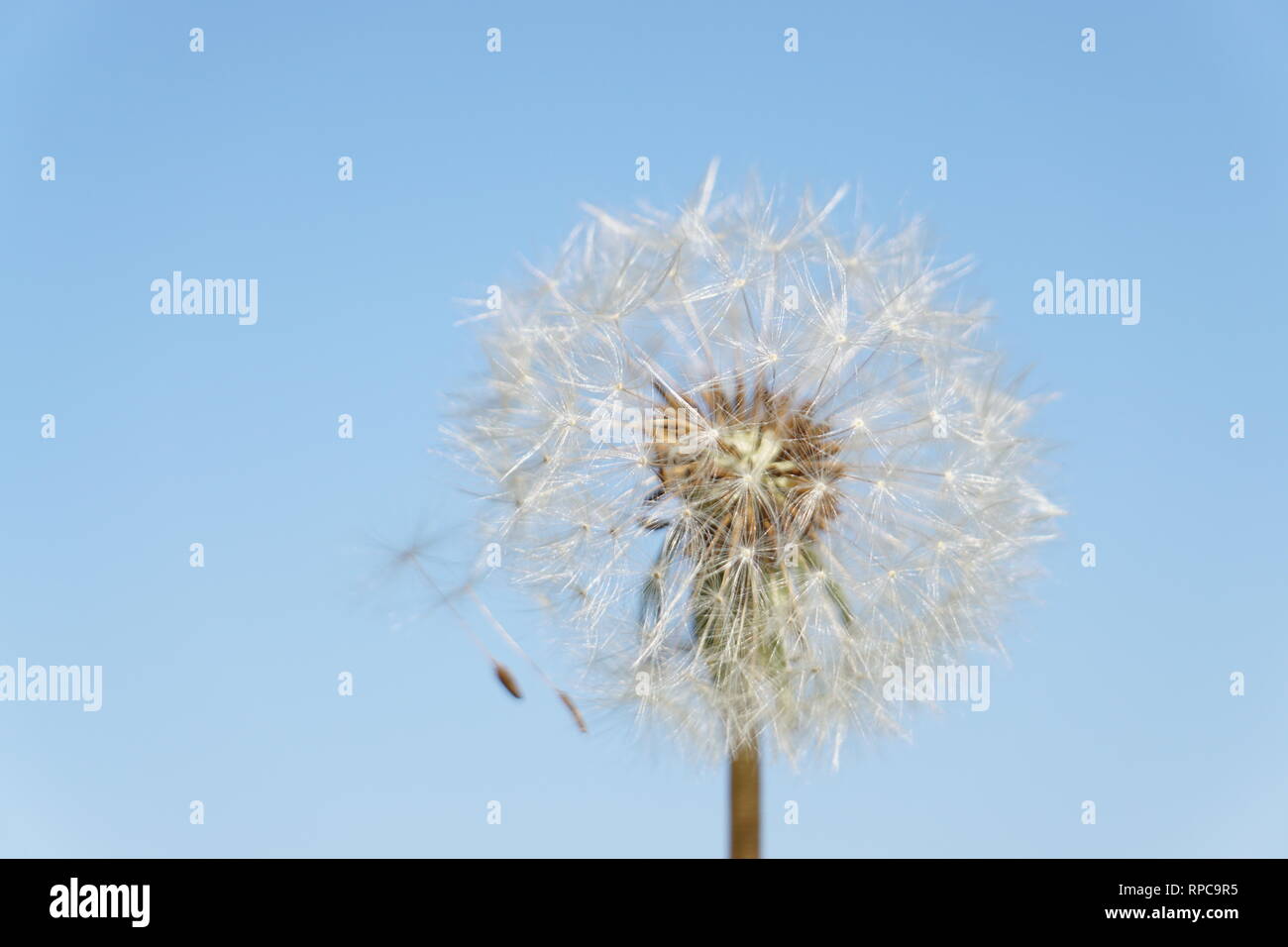 Soft dandelion seeds hi-res stock photography and images - Alamy