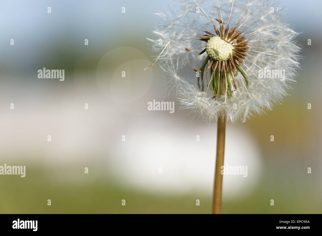 Autumn dandelion seeds hi-res stock photography and images - Alamy