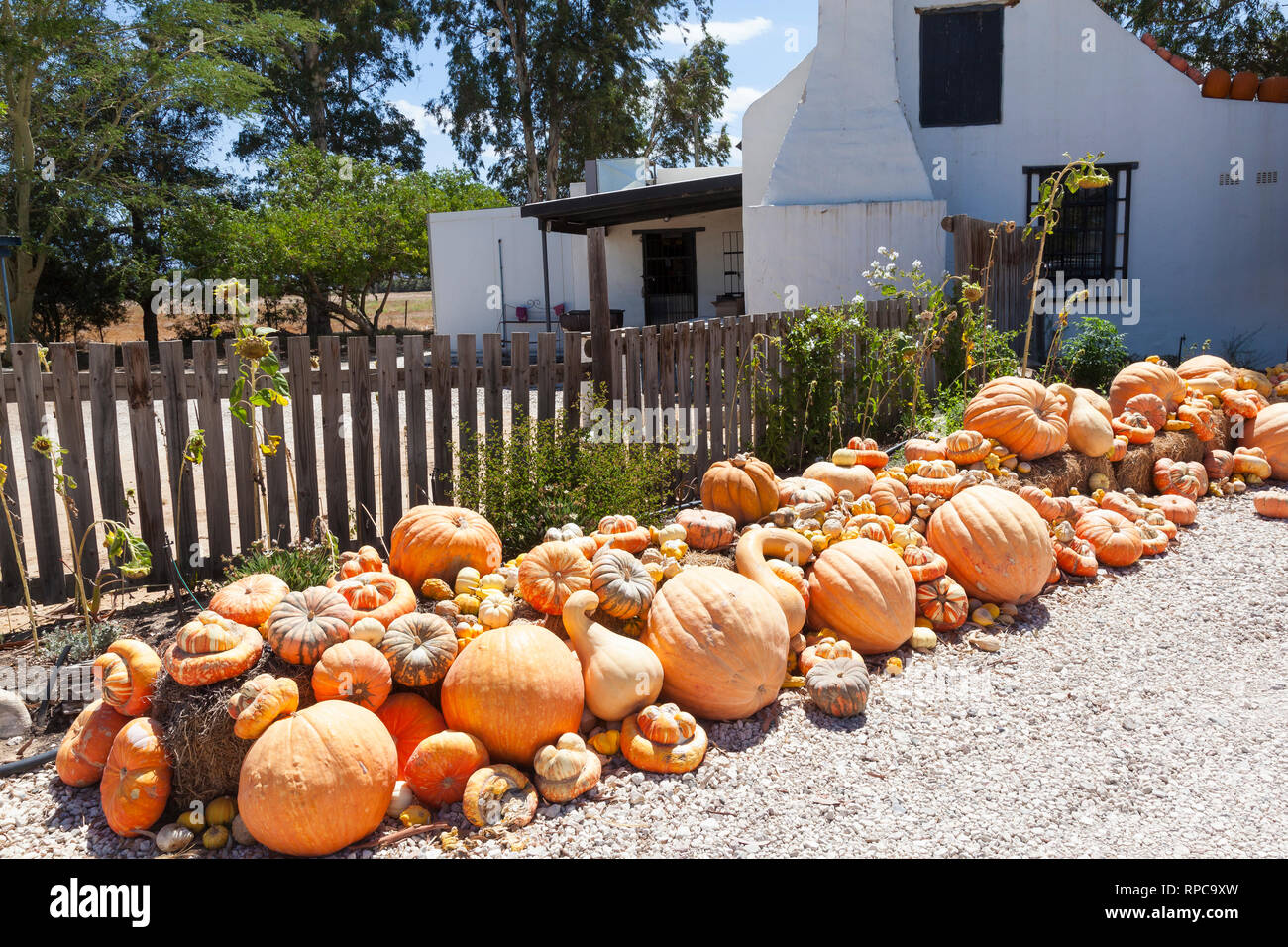 Display of assorted pumpkin, butternut, gourds and squash outside a ...