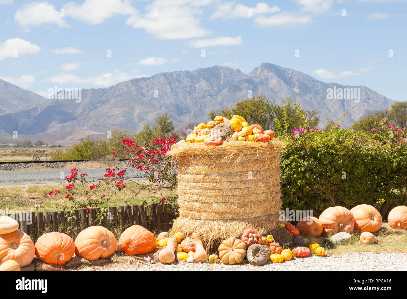 Display of assorted pumpkin, butternut, gourds and squash outside a ...