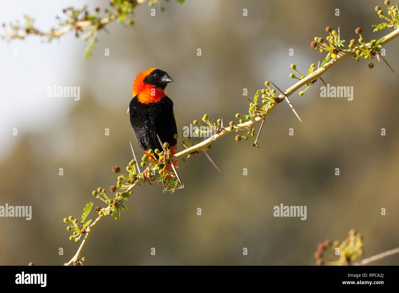 Red bishop hi-res stock photography and images - Alamy