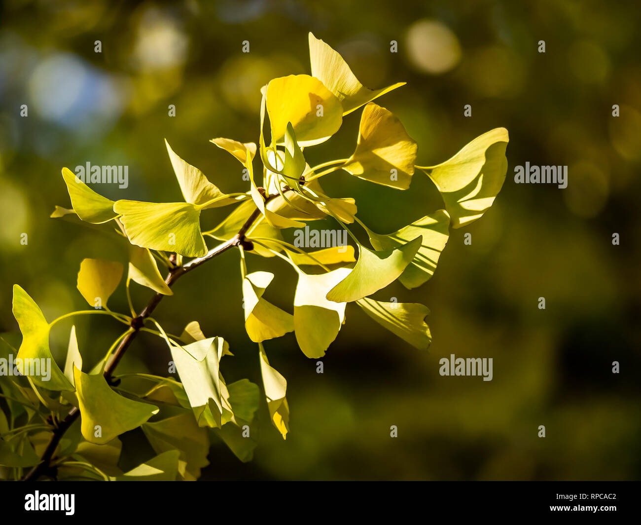 Gingko Leaves High Resolution Stock Photography and Images - Alamy
