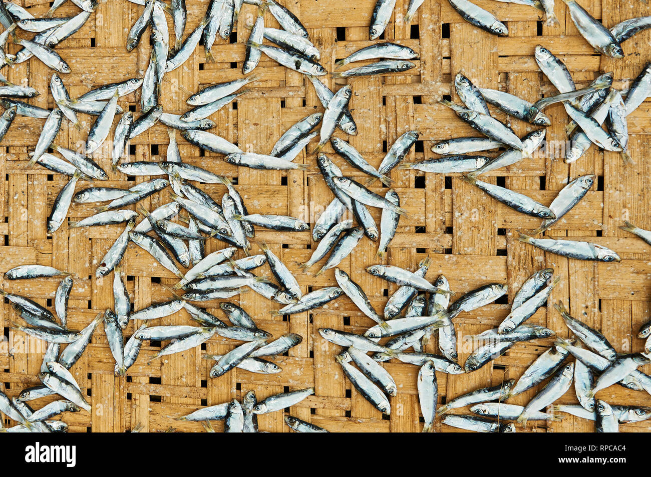 Plenty small silver colored fishes, salted and lay out on a native mat ...