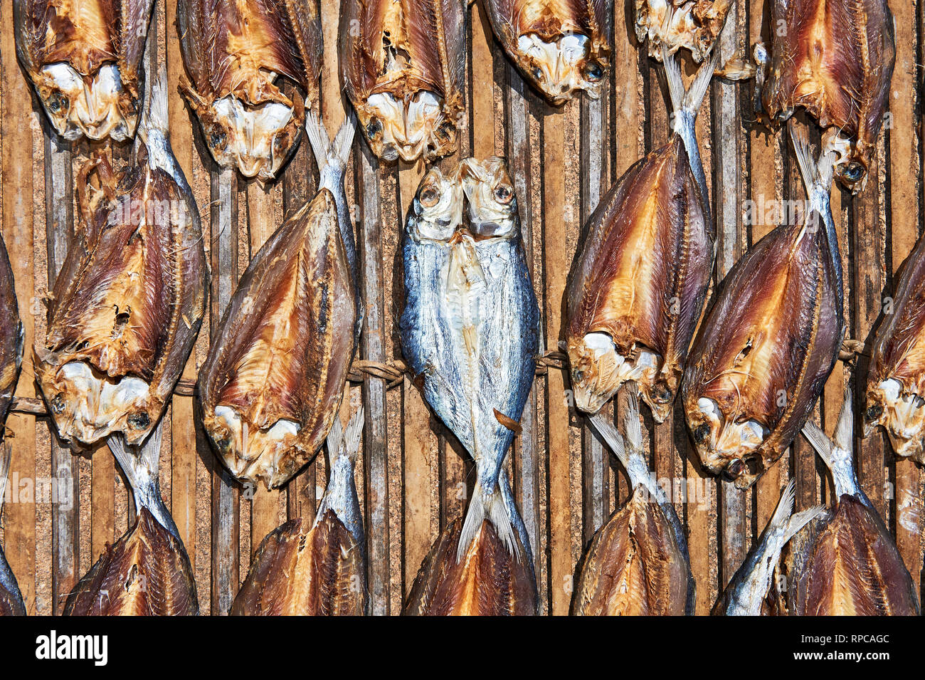 Plenty of fish hi-res stock photography and images - Alamy