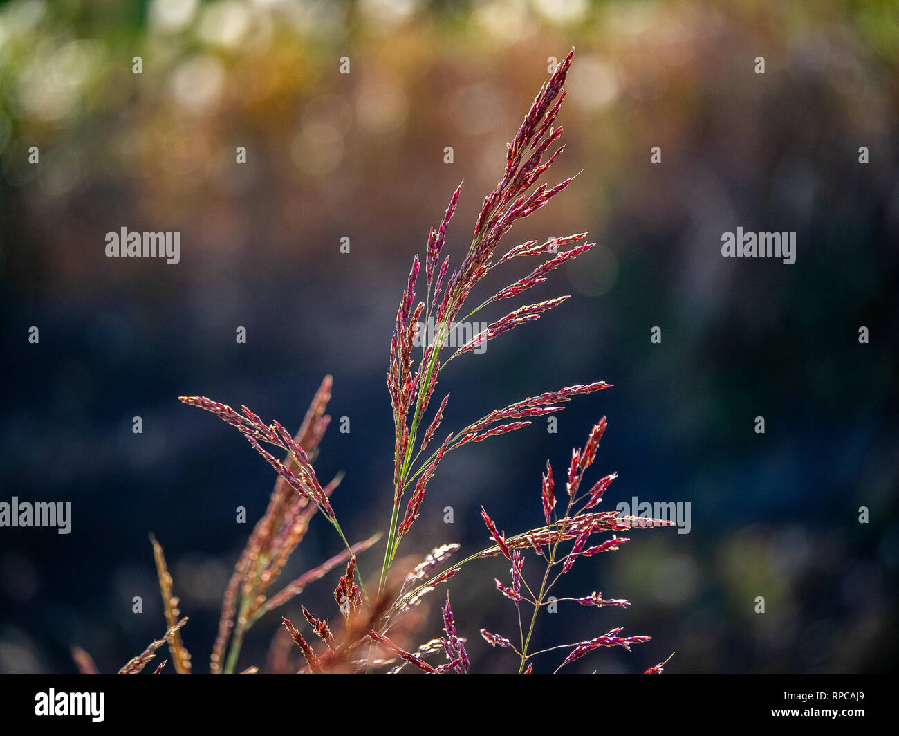 Sudan grass hi-res stock photography and images - Alamy