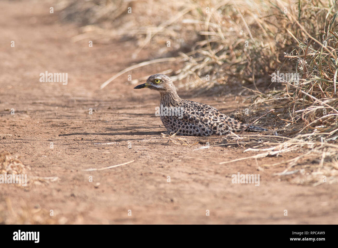 Dusty wildlife hi-res stock photography and images - Alamy