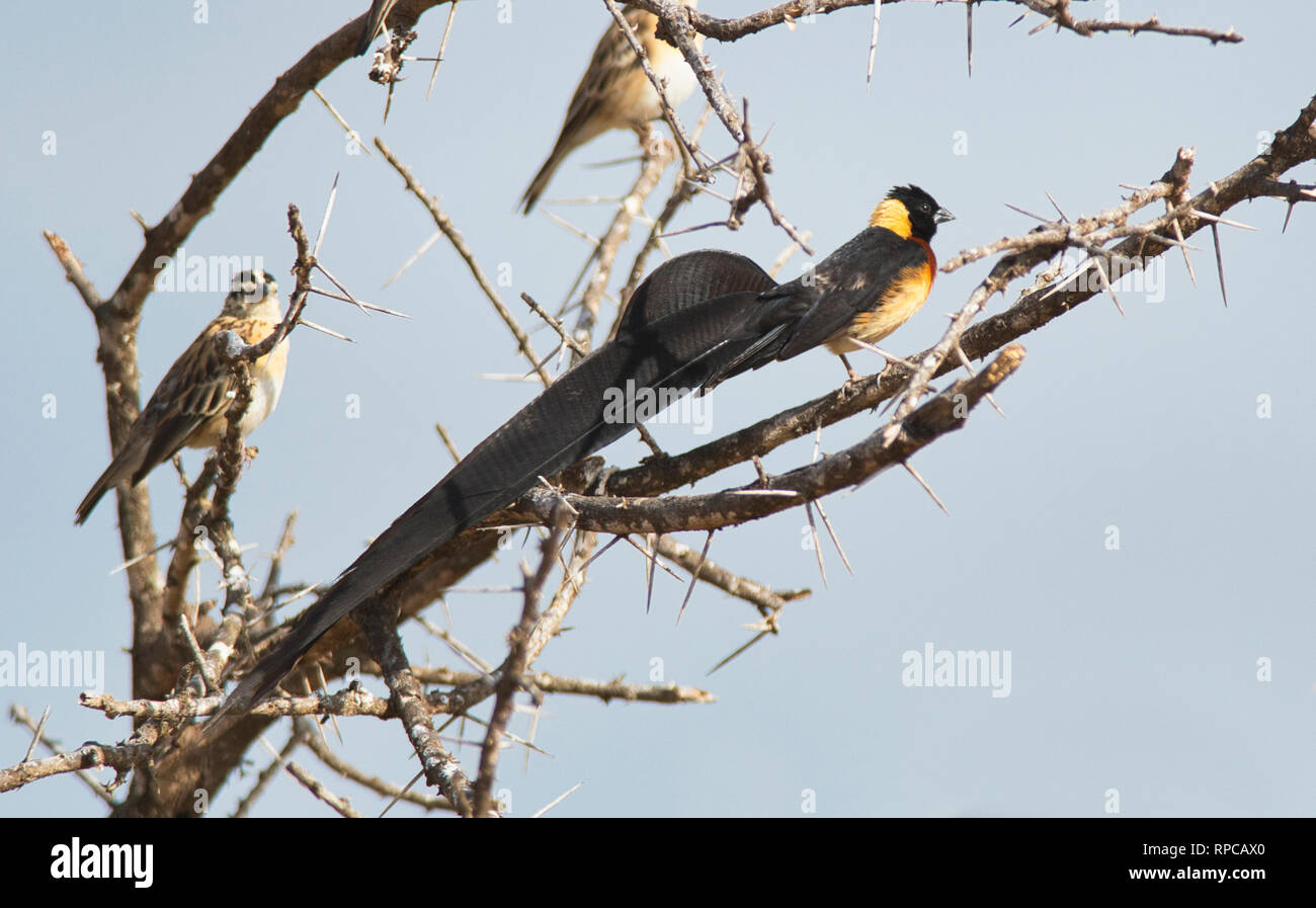Eastern paradise whydah (Vidua paradisaea). Breeding male with females ...