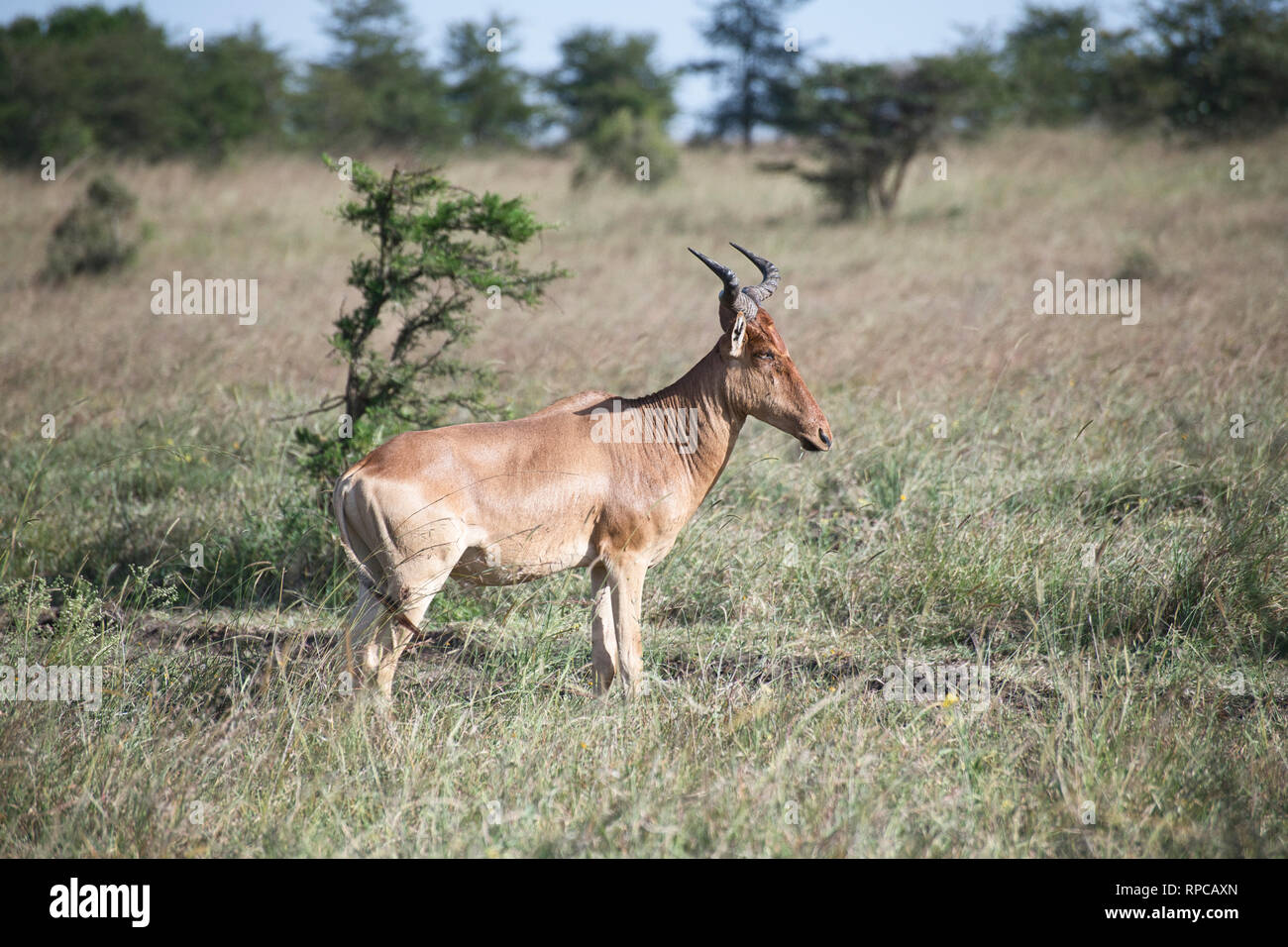 Kongoni or Coke's hartebeest (Alcelaphus buselaphus), Nairobi National ...