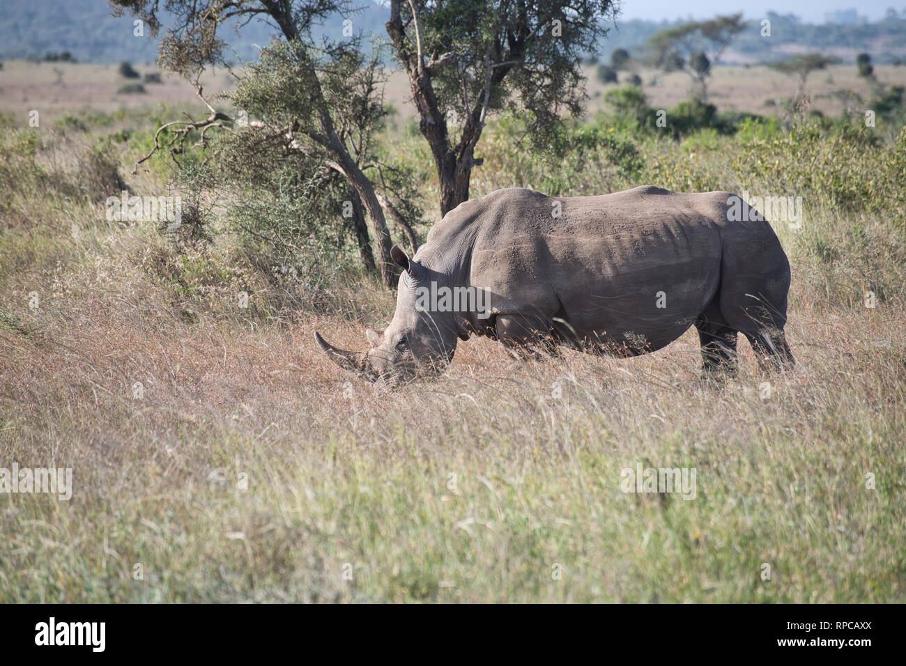 Grass or white rhinoceros (Ceratotherium simum Stock Photo - Alamy