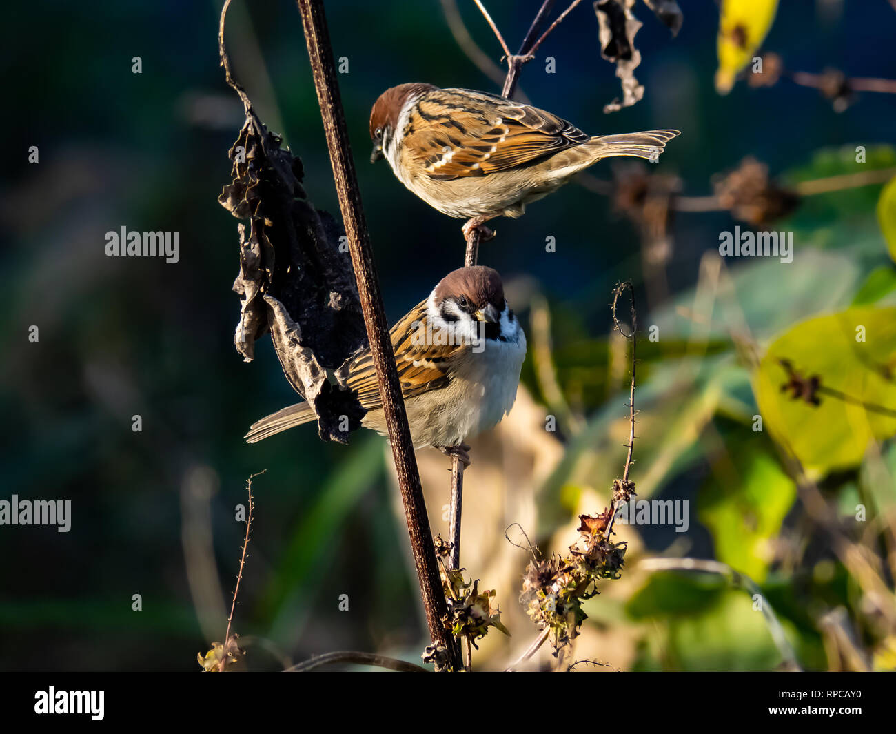 Sparrows legs hi-res stock photography and images - Alamy