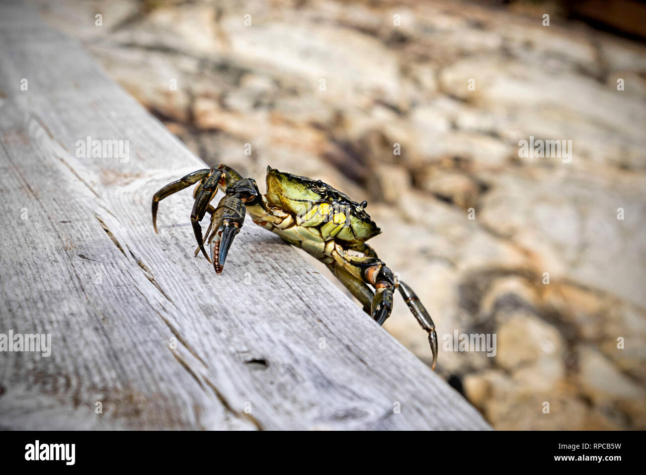 Close-up of a seaweed crab crawling on the dock Stock Photo - Alamy