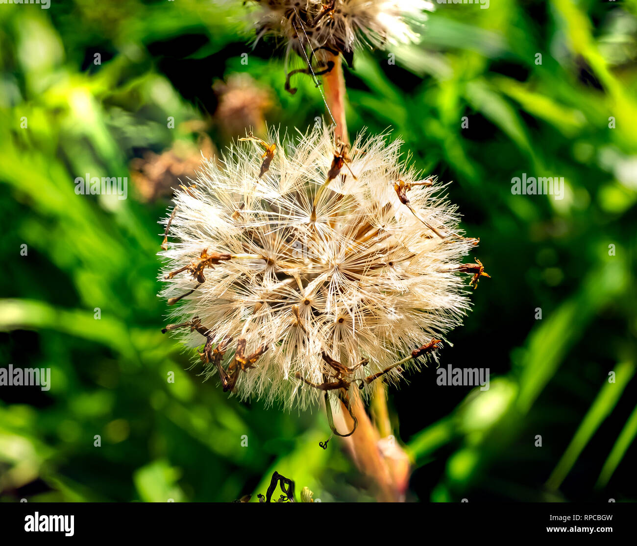 Winter asters hi-res stock photography and images - Alamy