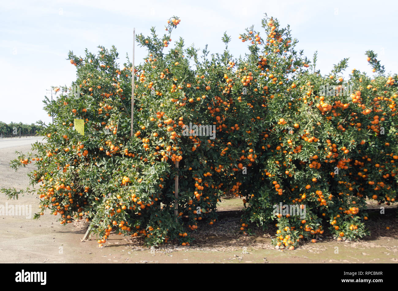 Tango mandarins ready for harvest, citrus grove in California Stock ...