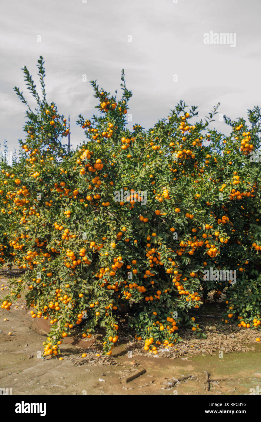 Tango mandarins ready for harvest, citrus grove in California Stock ...