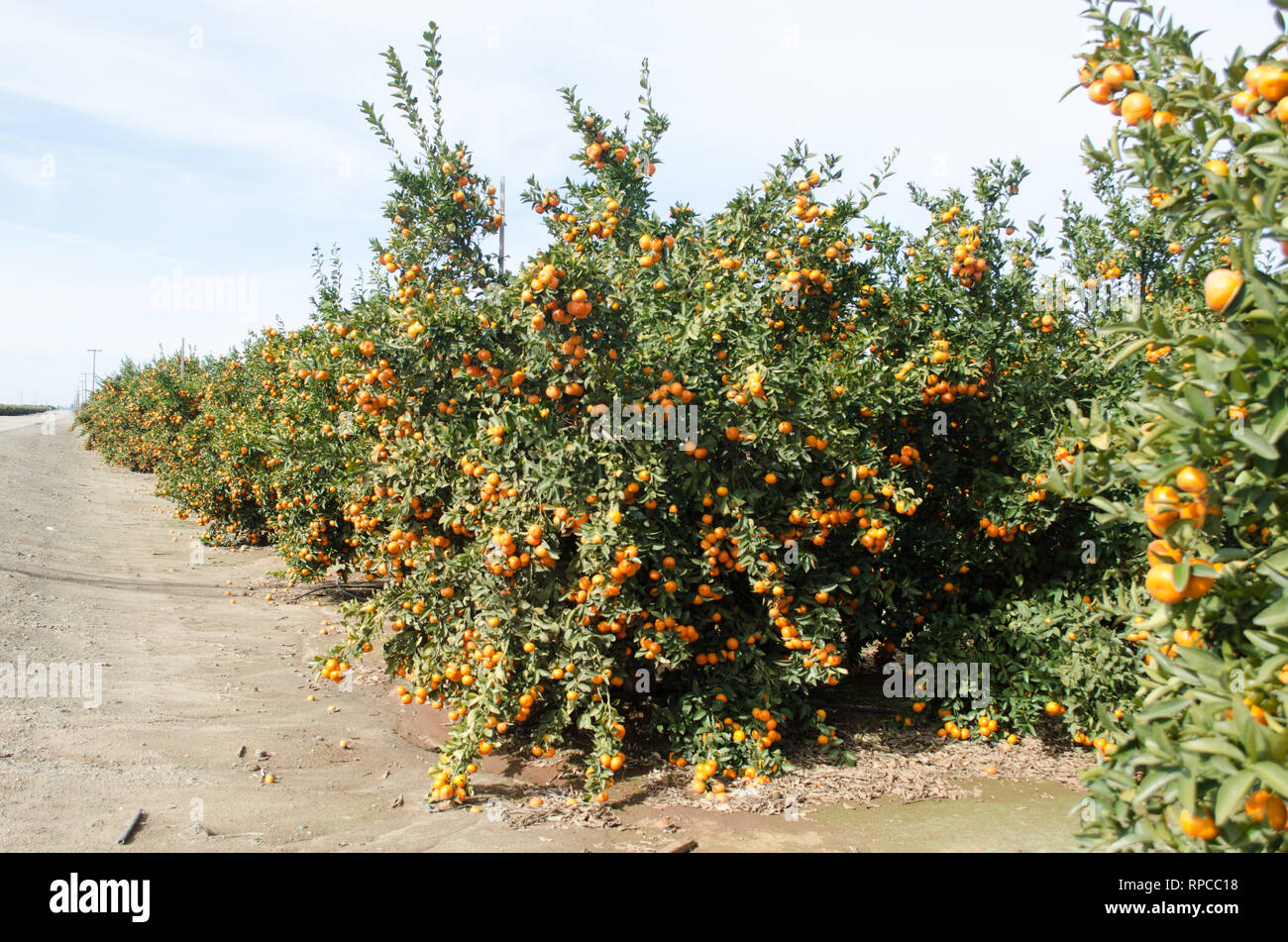 Tango mandarins ready for harvest, citrus grove in California Stock ...