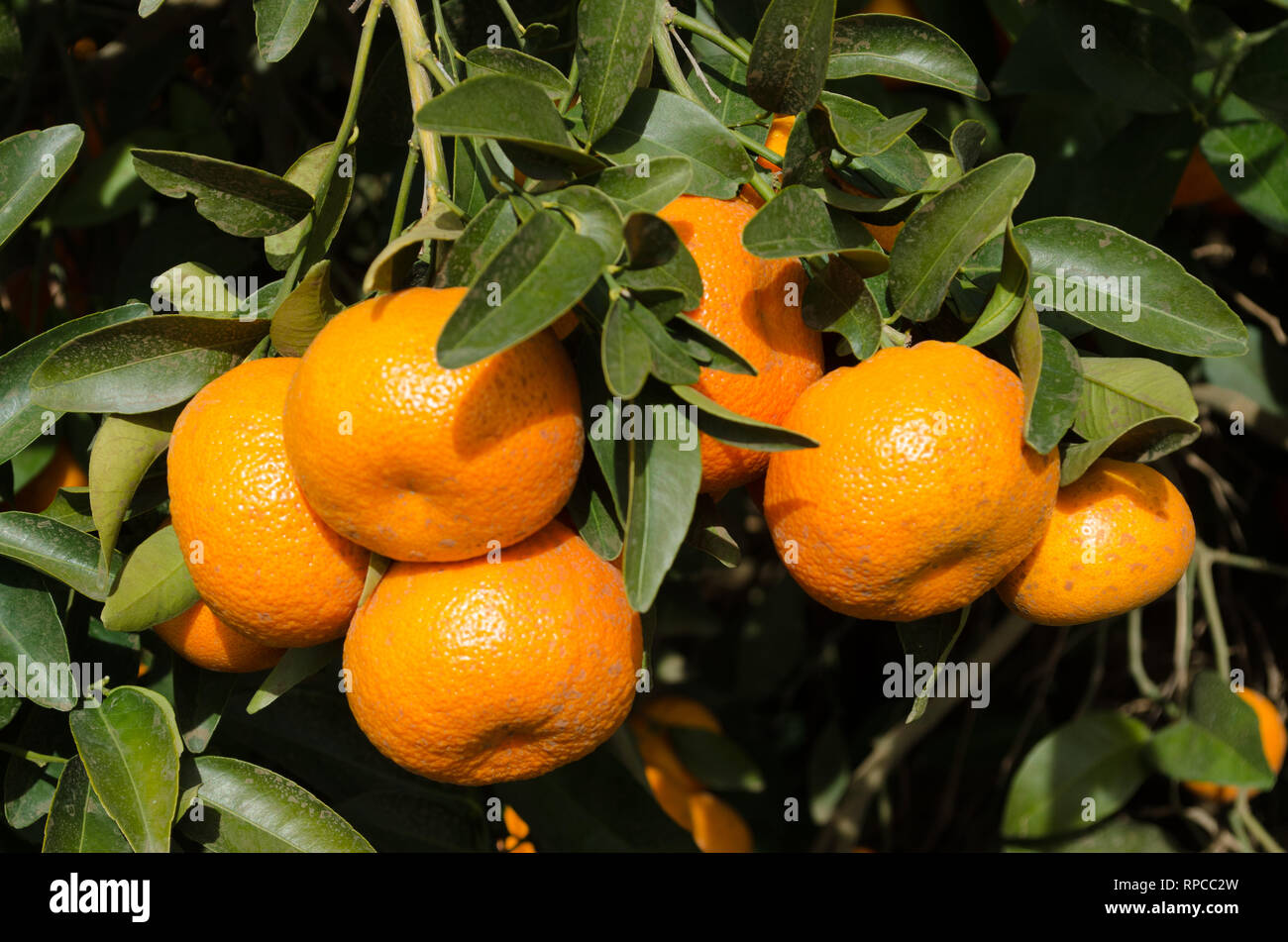 Tango mandarins ready for harvest, citrus grove in California Stock ...