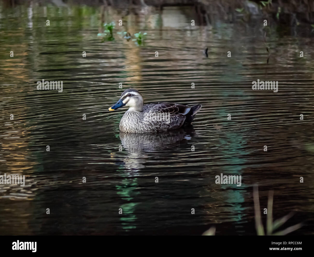A Japanese spot billed duck floats on a fishing pond in a park in ...