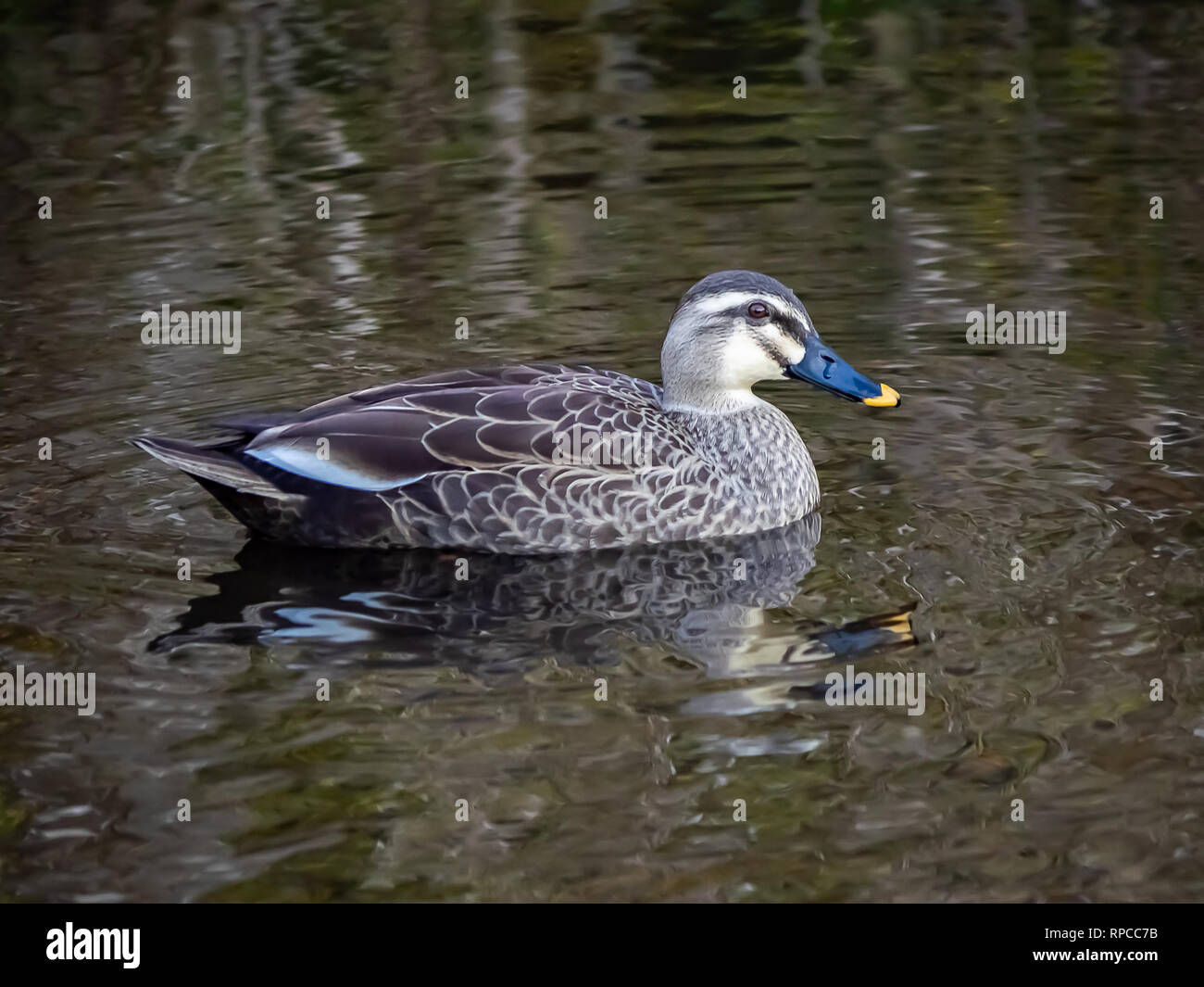 A Japanese spot billed duck floats on a fishing pond in a park in ...