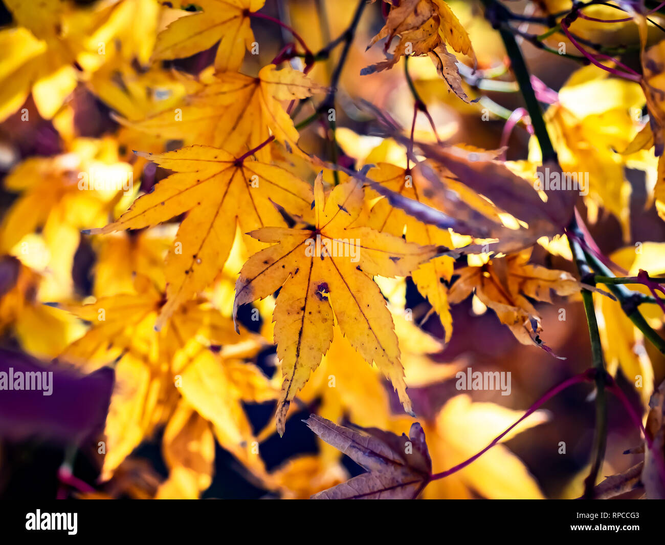 A close up shot of colored leaves of fall on a mountainside in Kanagawa ...
