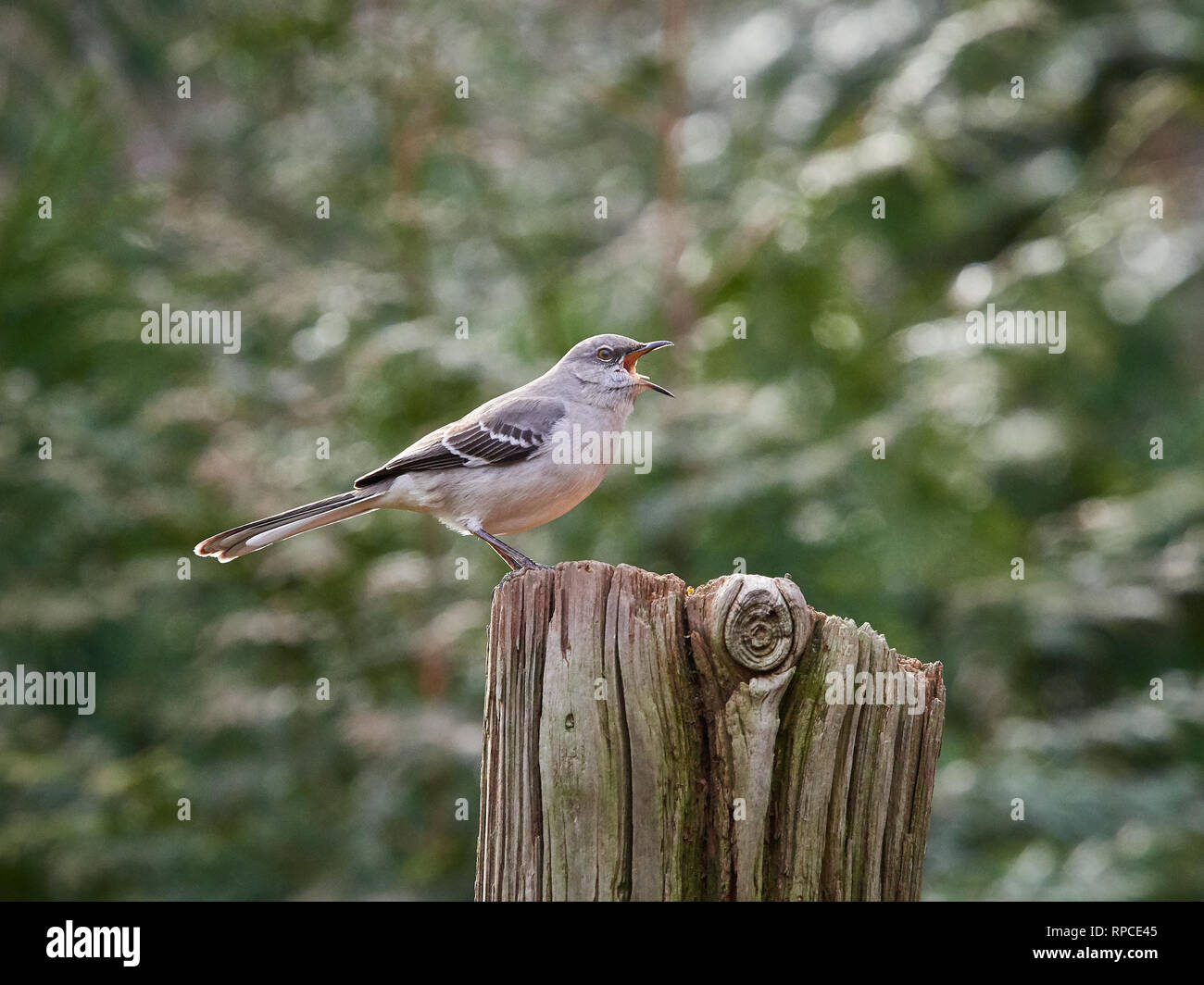 Arkansas northern mockingbird hi-res stock photography and images - Alamy
