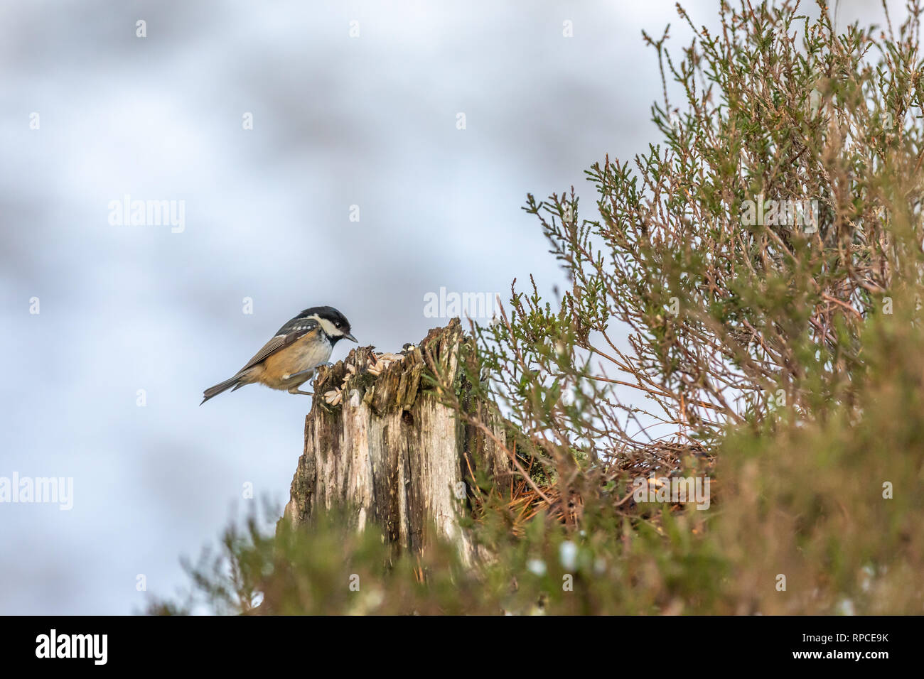 Coal tit (Periparus ater) on a tree stump surrounded by heather Stock ...