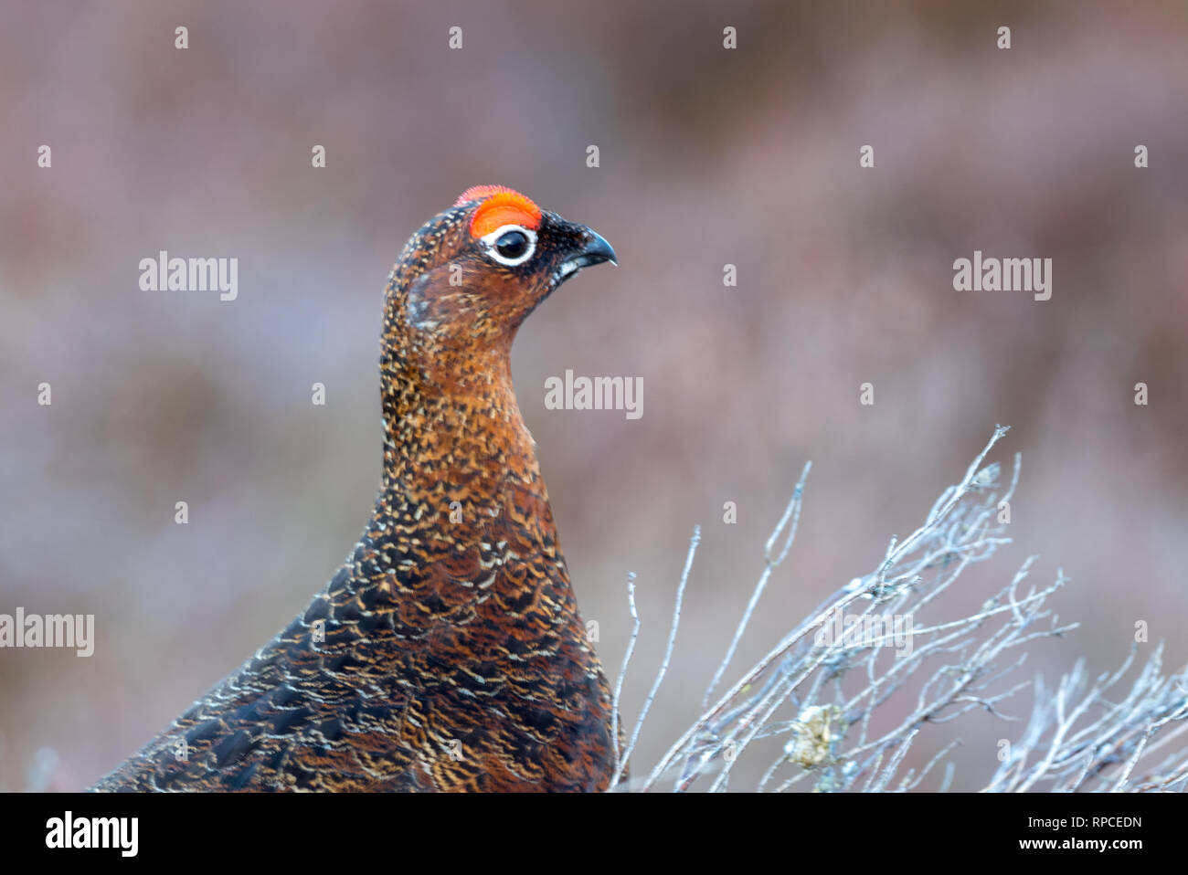 Scottish grouse hi-res stock photography and images - Alamy
