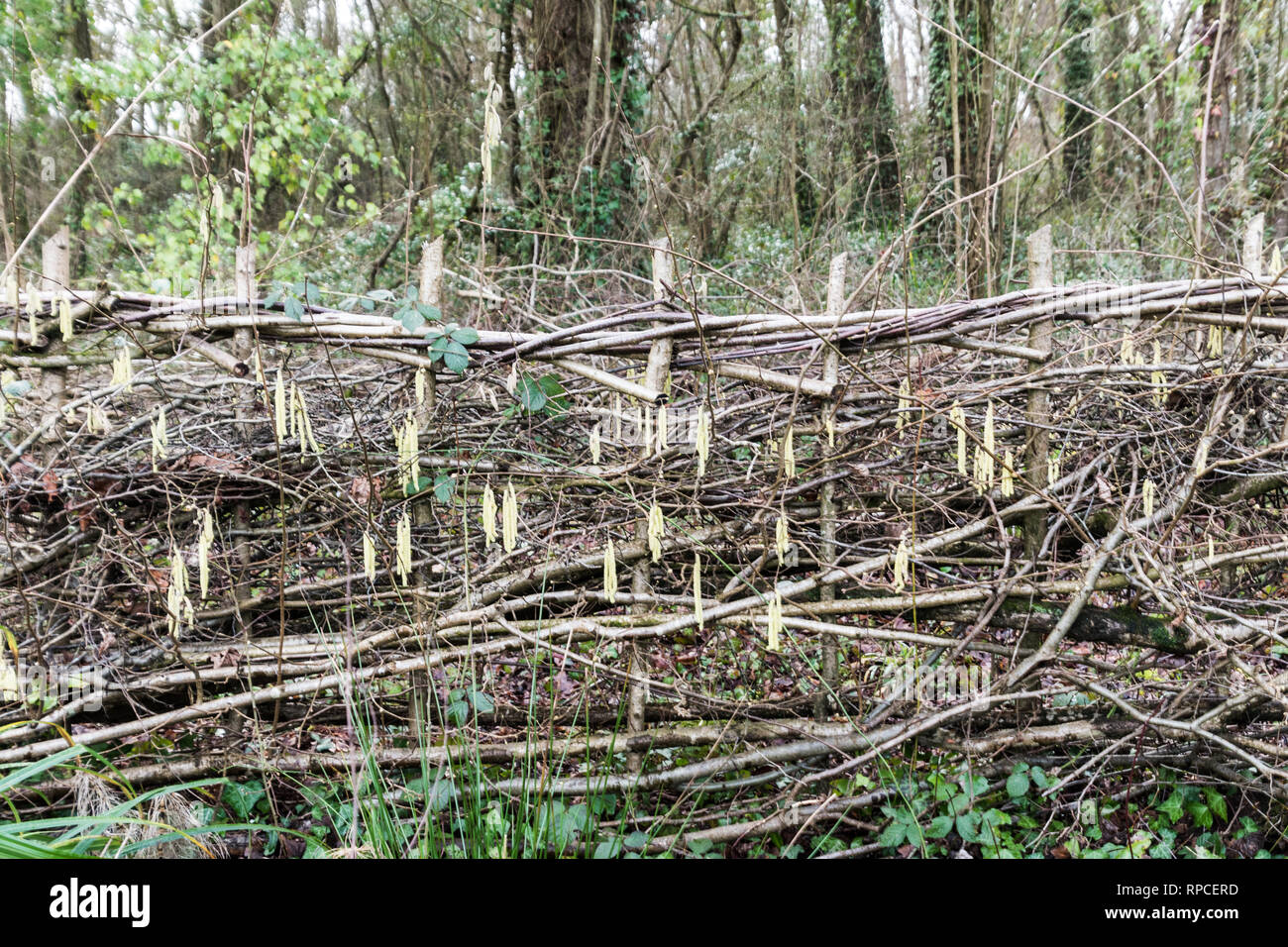 Hazel hedge hi-res stock photography and images - Alamy