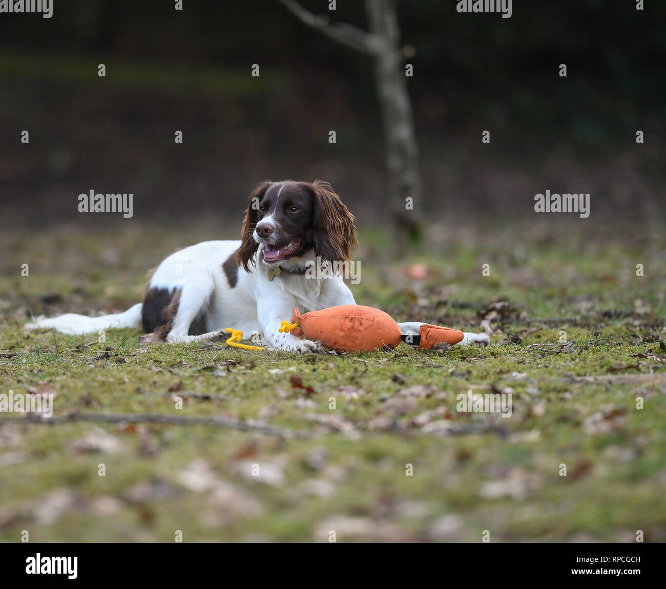 A happy and alert Young ( 1 Year old) English Springer Spaniel takes a ...